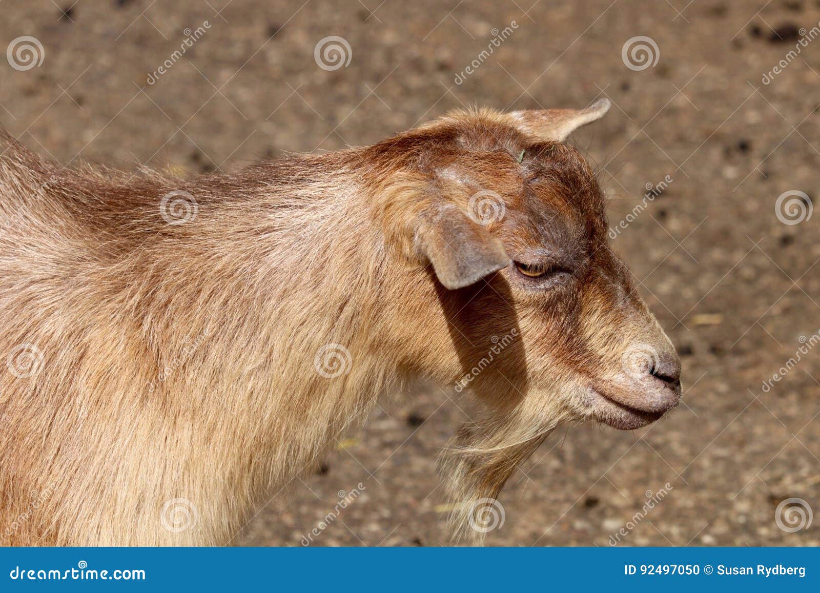 Sweet Goat stock photo. Image of sweet, mammal, nature - 92497050