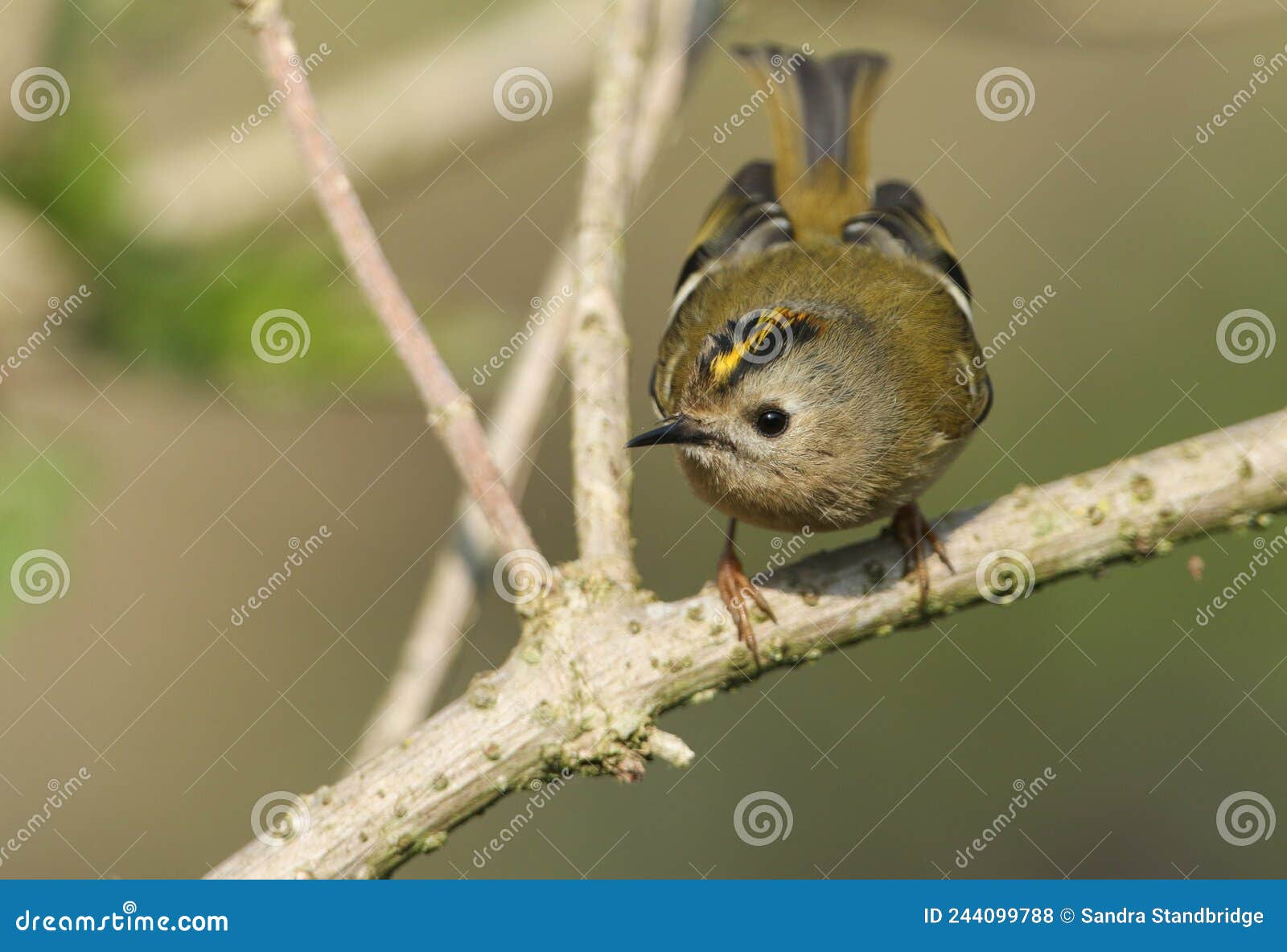 A Sweet Goldcrest, Regulus, Perching on a Branch of a Tree in Spring ...