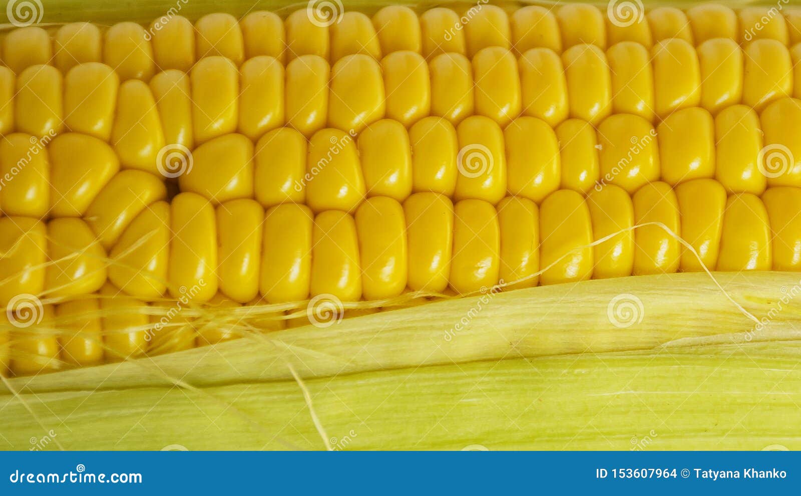 .Sweet Golden Corn. Image of a Yellow Grain of Sweet Corn on the Cob ...