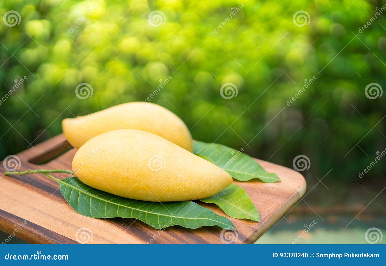 Sweet Golden Mango on Green Garden. Stock Photo - Image of color ...
