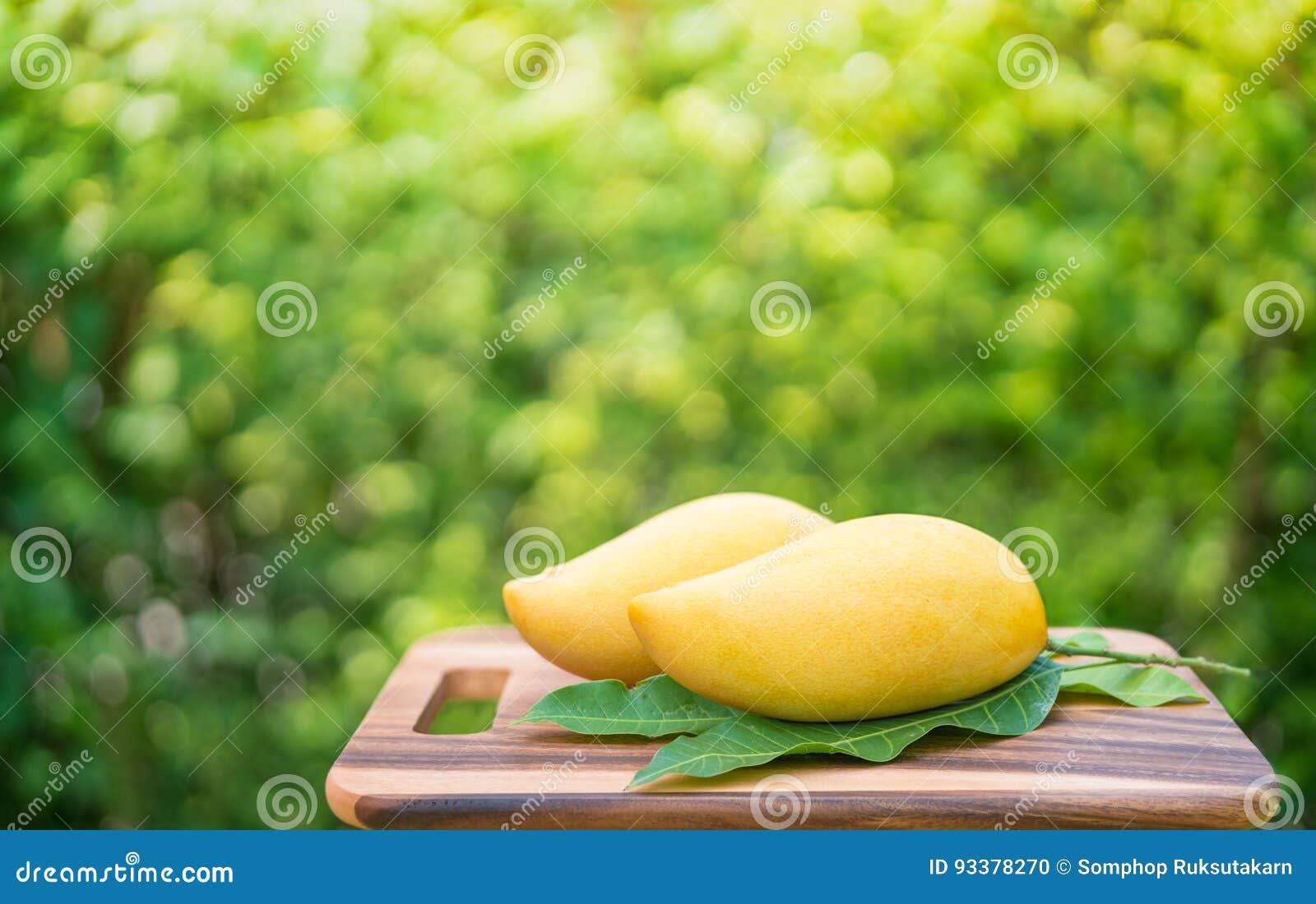 Sweet Golden Mango on Green Garden. Stock Photo - Image of mango ...