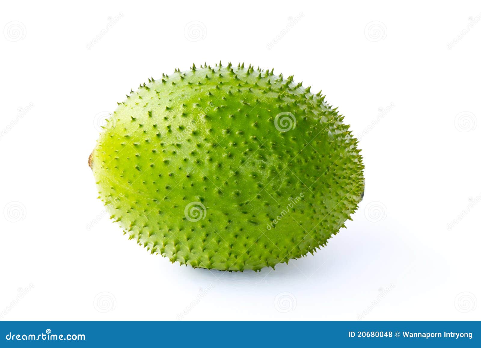 Sweet Gourd stock photo. Image of fresh, dicotyledon - 20680048
