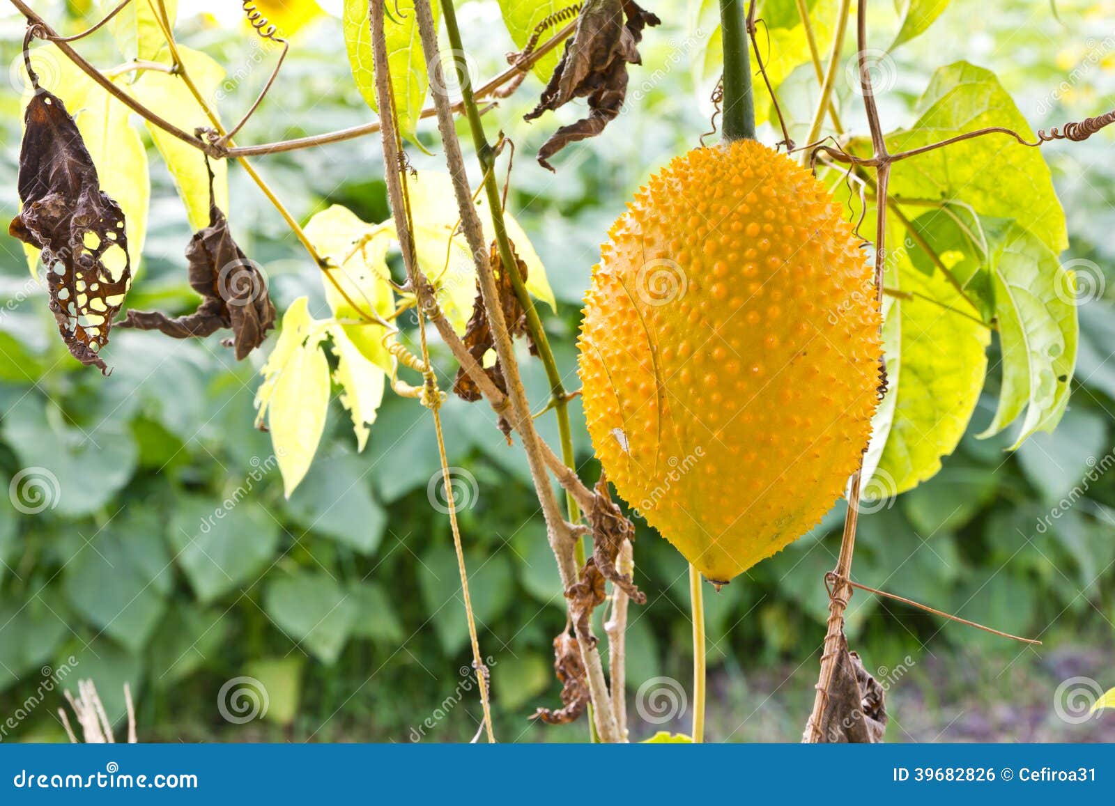Sweet Gourd stock photo. Image of peel, medicinal, naturally - 39682826