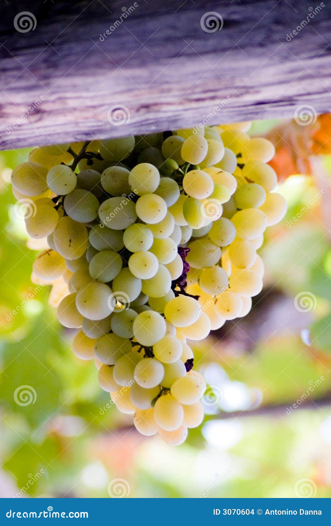 Sweet grape of zibibbo stock photo. Image of acinus, bunches - 3070604