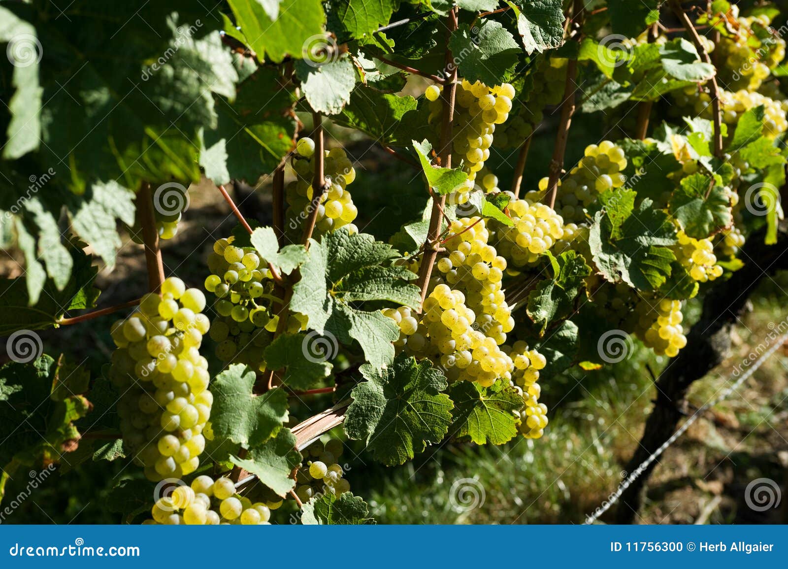 Sweet grapes stock photo. Image of grape, vine, agriculture - 11756300