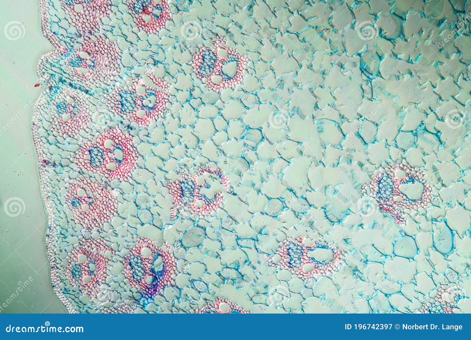 Microscopy Corn Embryo Stock Photo | CartoonDealer.com #25733190