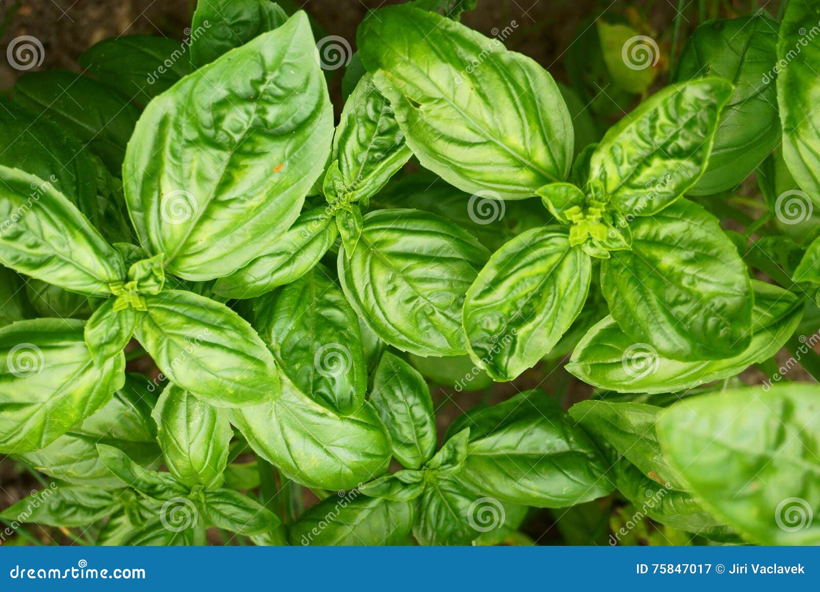 Sweet Green Basil Leaves Texture Stock Image - Image of background ...