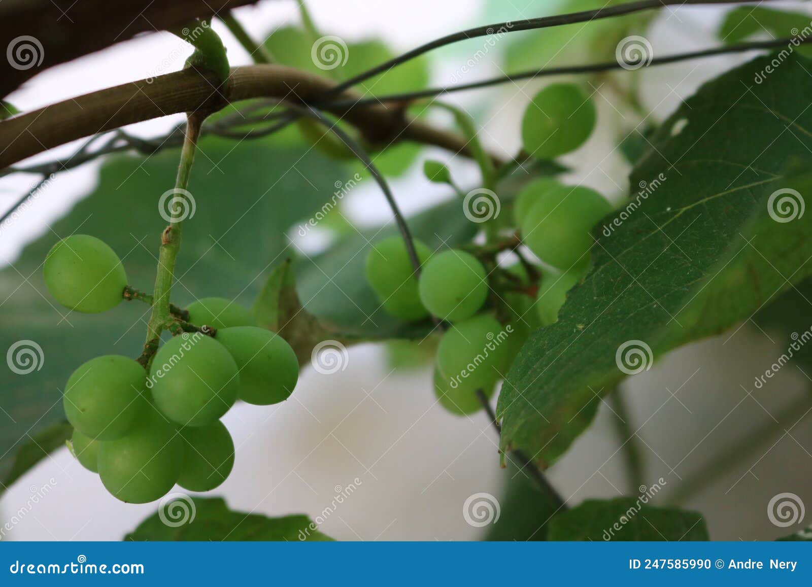 Sweet Green Grape on the Vine Ready for Harvest Stock Photo - Image of ...