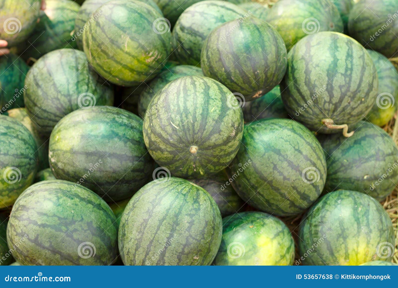 Sweet green watermelons stock photo. Image of organic - 53657638