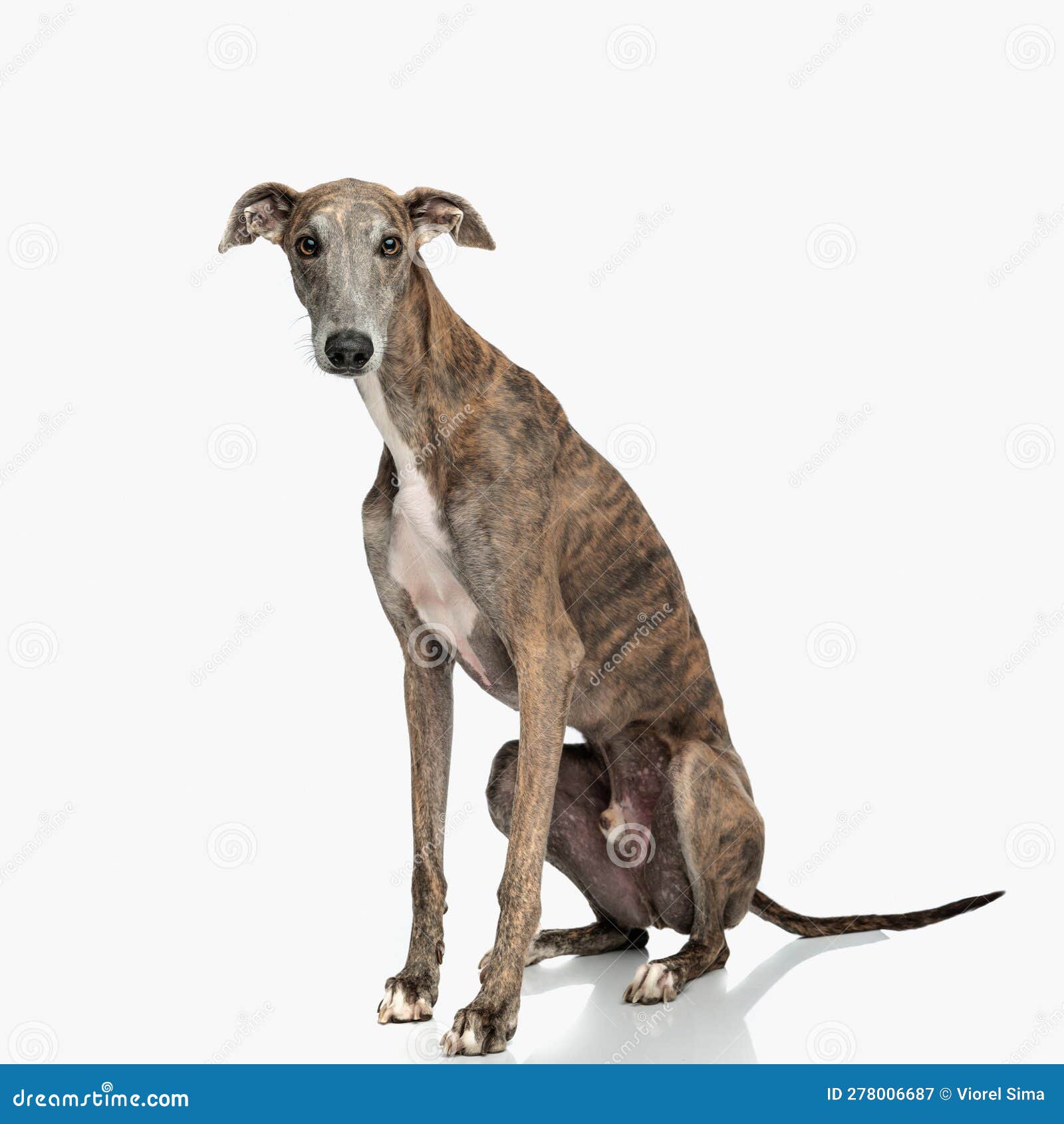 Sweet Greyhound Dog Sitting and Looking Forward Stock Image - Image of ...