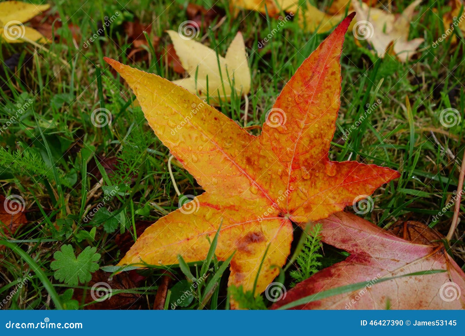 Sweet Gum Leaf stock photo. Image of colour, color, tree - 46427390