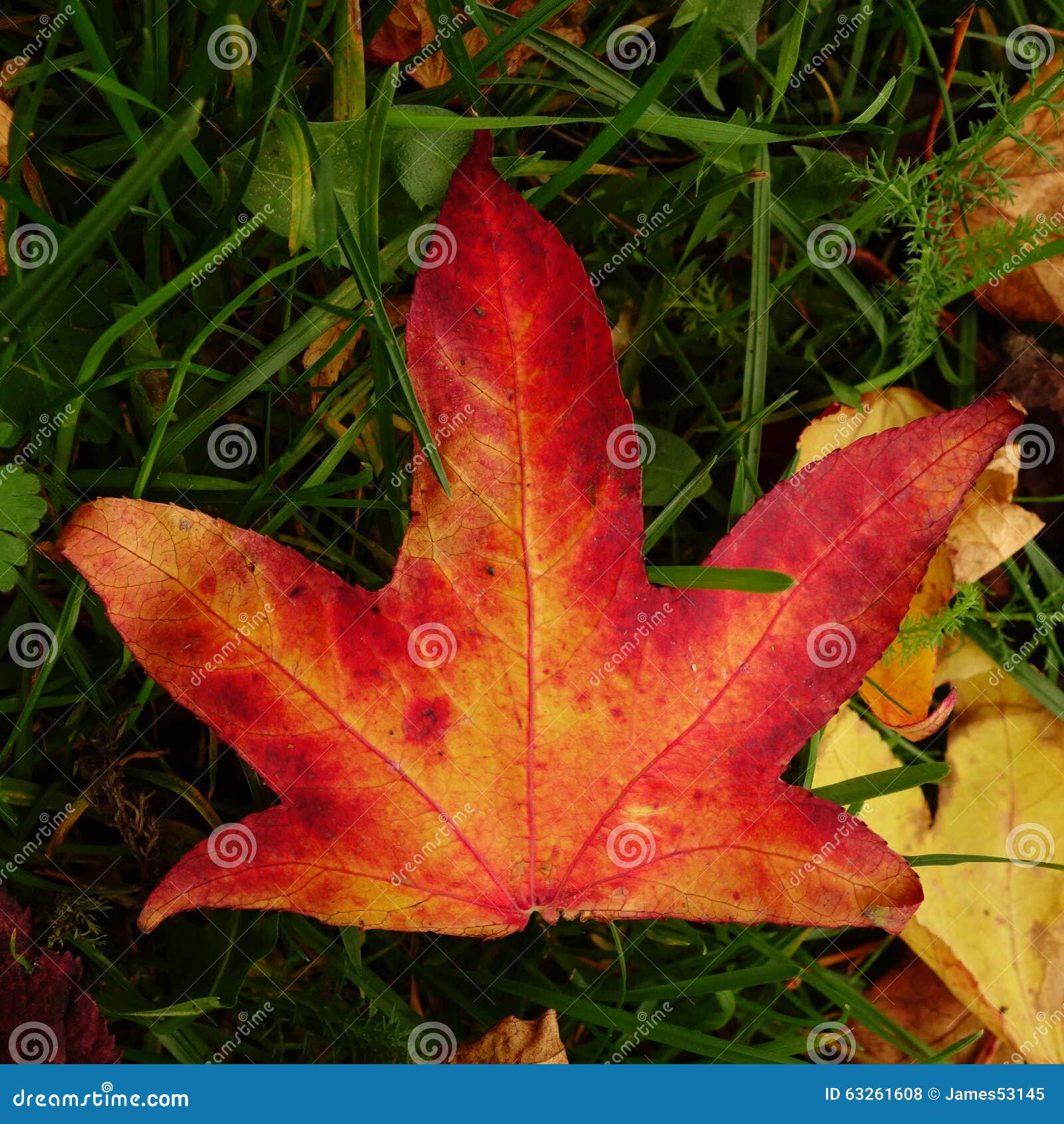 Sweet Gum Leaf stock photo. Image of foliage, leaf, orange - 63261608