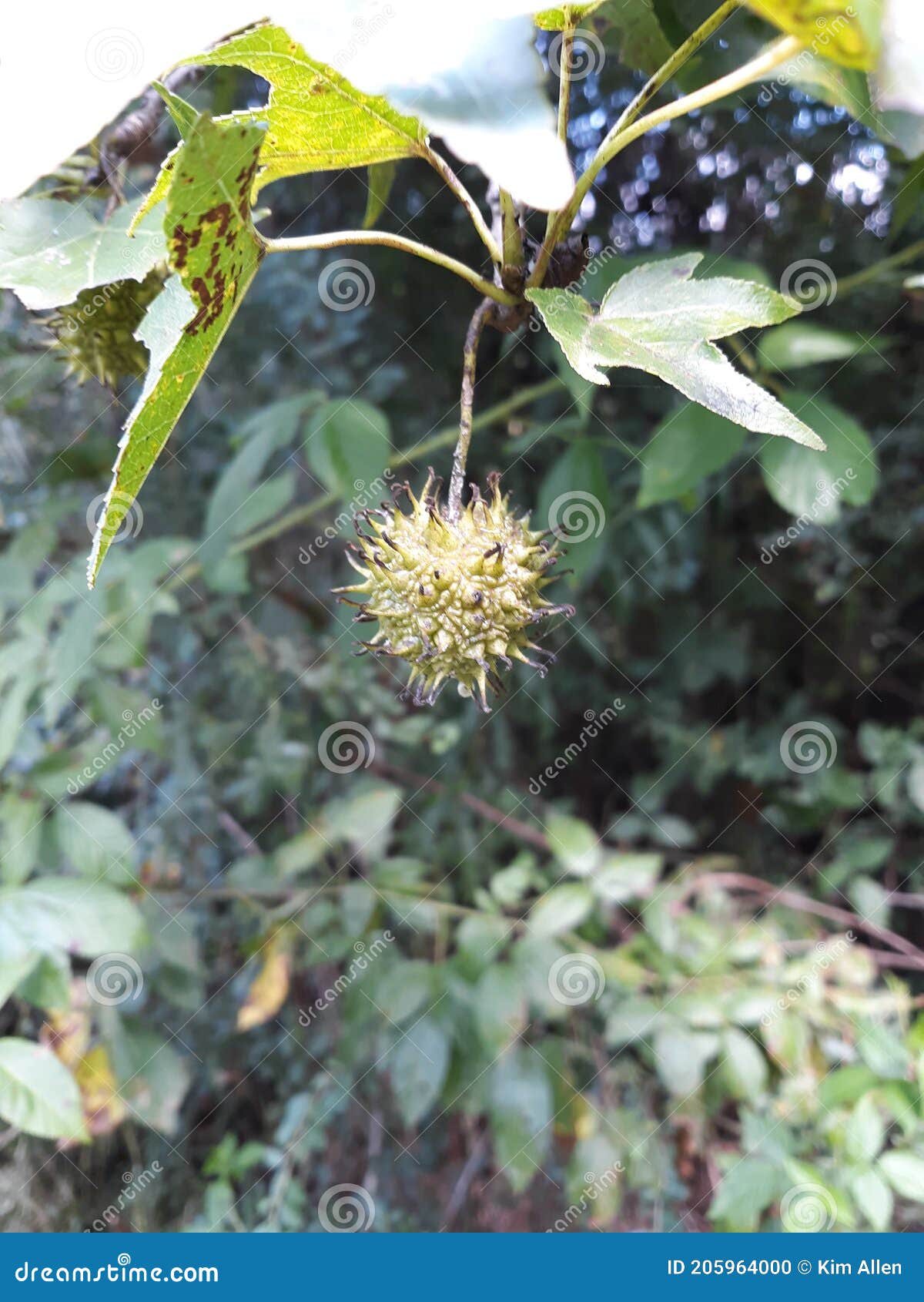 Sweet gum tree ball stock photo. Image of blossom, produce - 205964000