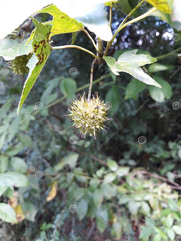 Sweet gum tree ball stock photo. Image of blossom, produce - 205964000