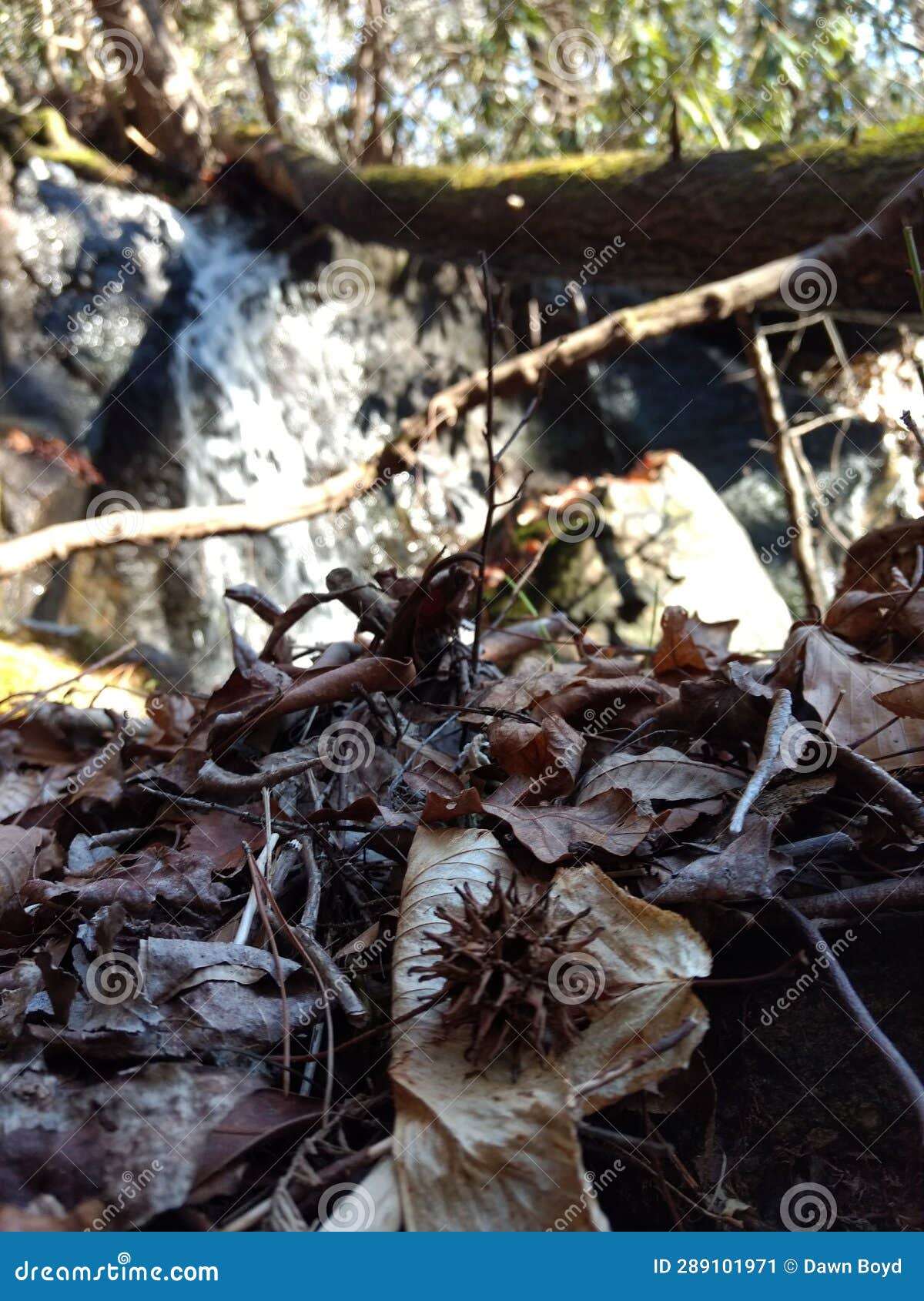 Sweet Gum Tree Pod on Fall Leaves with a Forest Background Stock Image ...