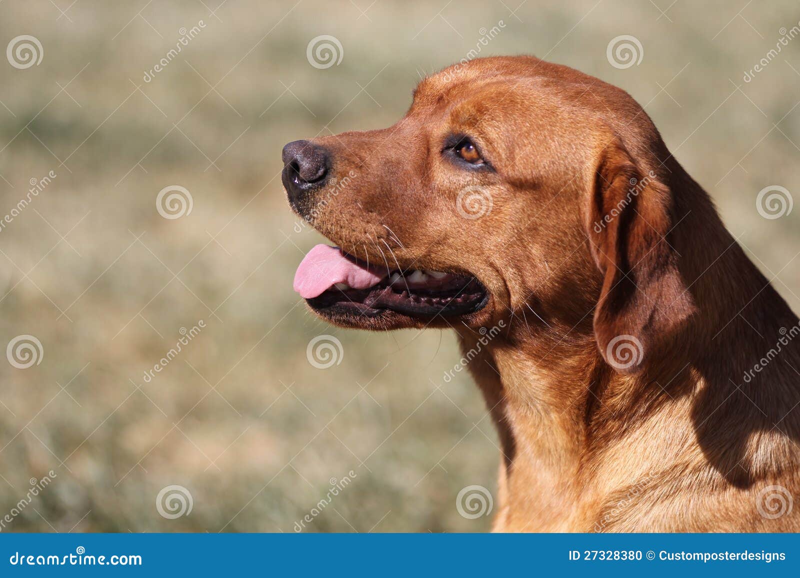 Sweet Happy Red Labrador Retriever. Stock Photo - Image of playing ...