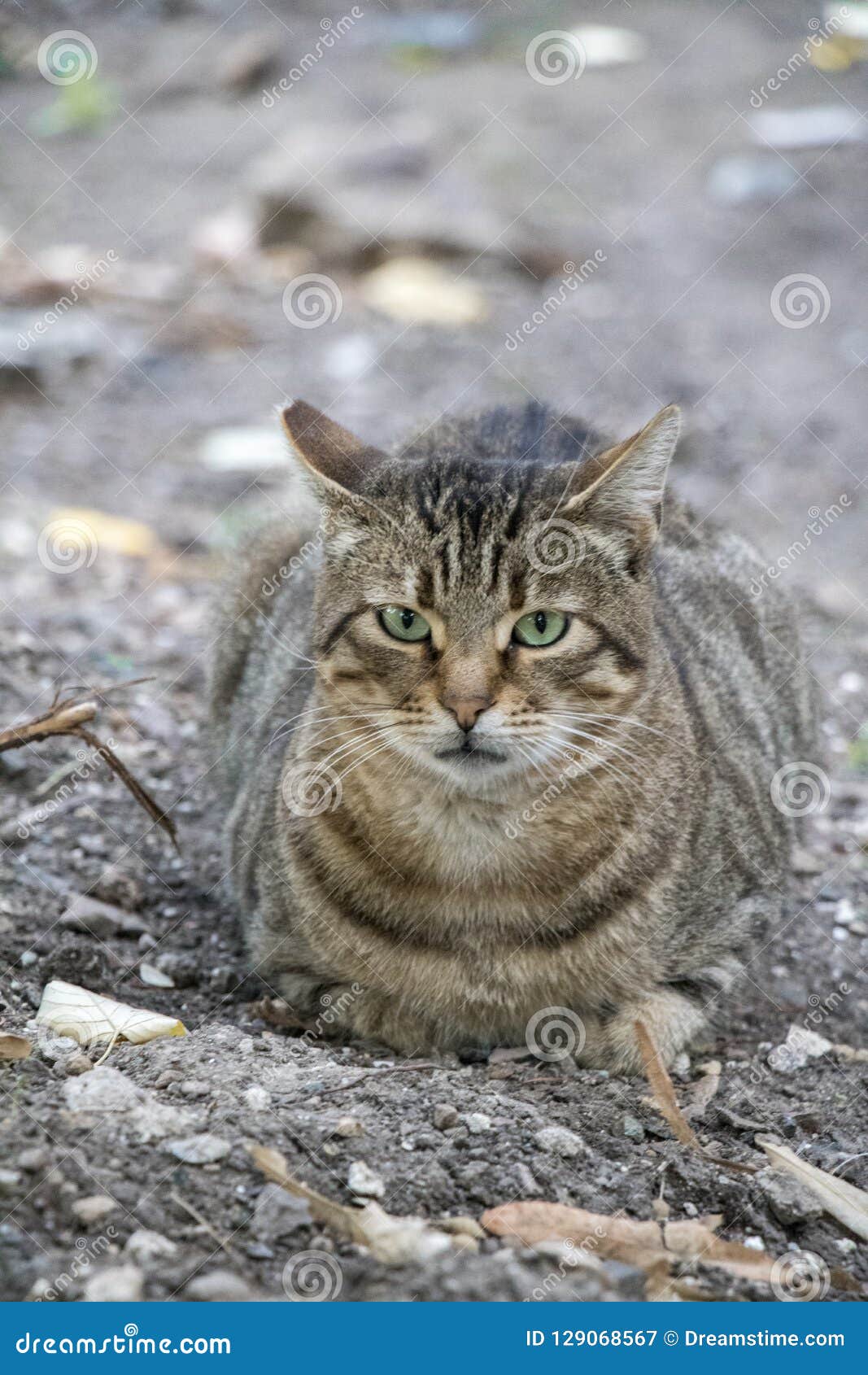 Sweet hungry cat stock image. Image of green, travel - 129068567