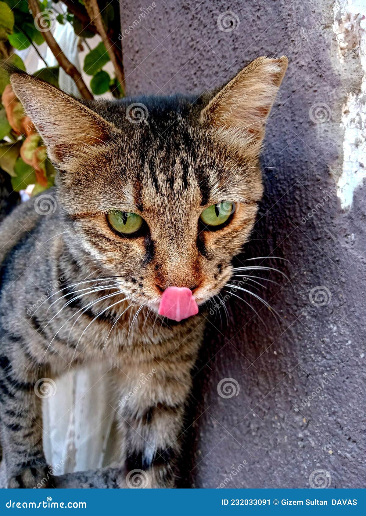 Sweet Hungry Cat Seeing Food Stock Image - Image of grass, animal ...