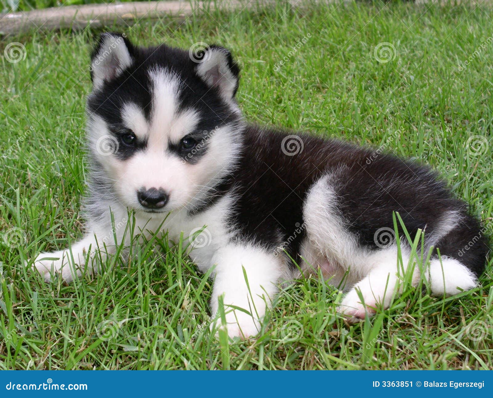 Sweet husky stock image. Image of alaska, brown, little - 3363851