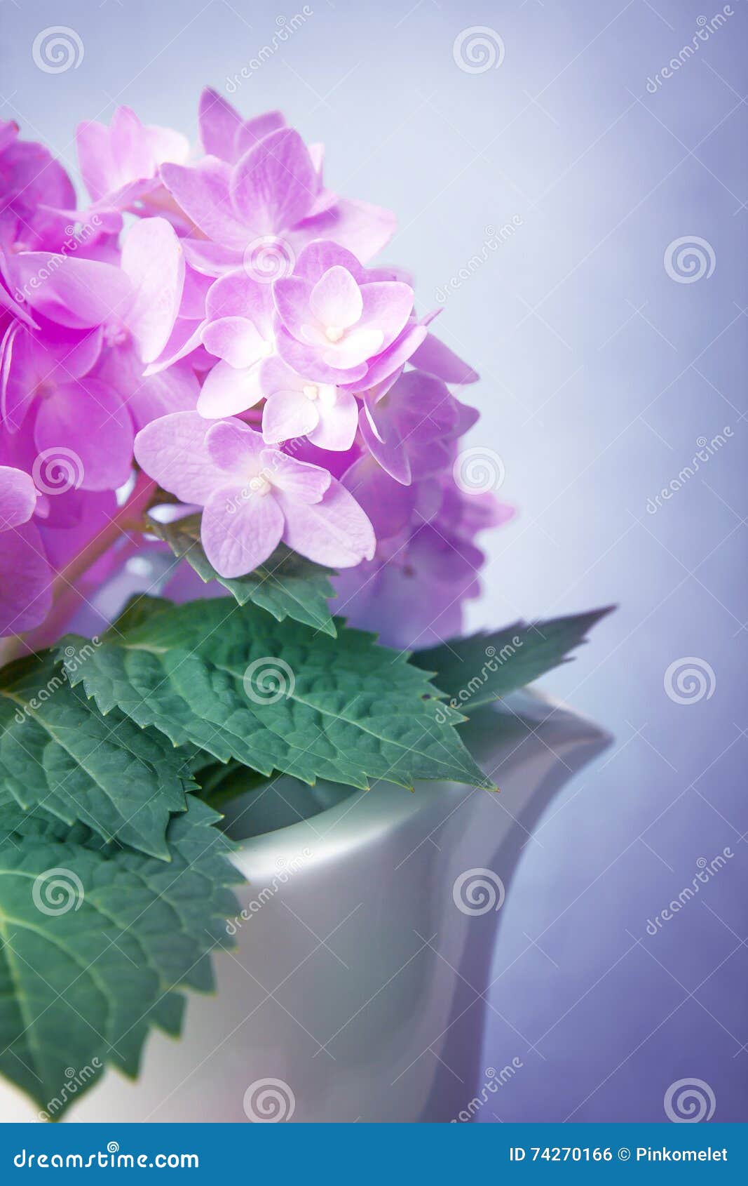 The Sweet Hydrangea Flowers in White Vase Stock Photo - Image of chic ...