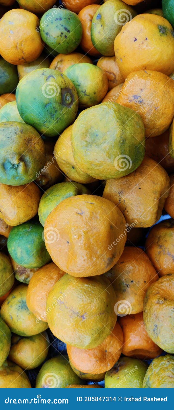 Sweet Indian oranges stock photo. Image of tree, tomato - 205847314