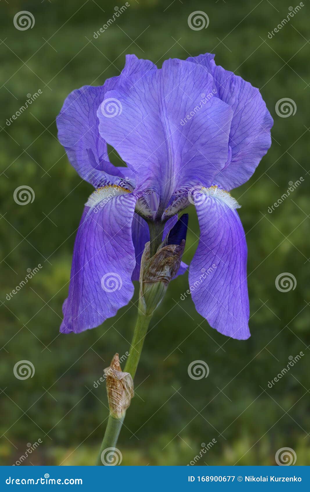 Sweet Iris flower stock image. Image of plant, nature - 168900677