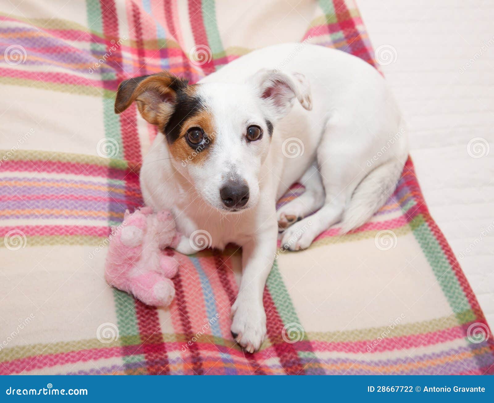 Sweet Jack Russell on the Bed Stock Photo - Image of room, company ...
