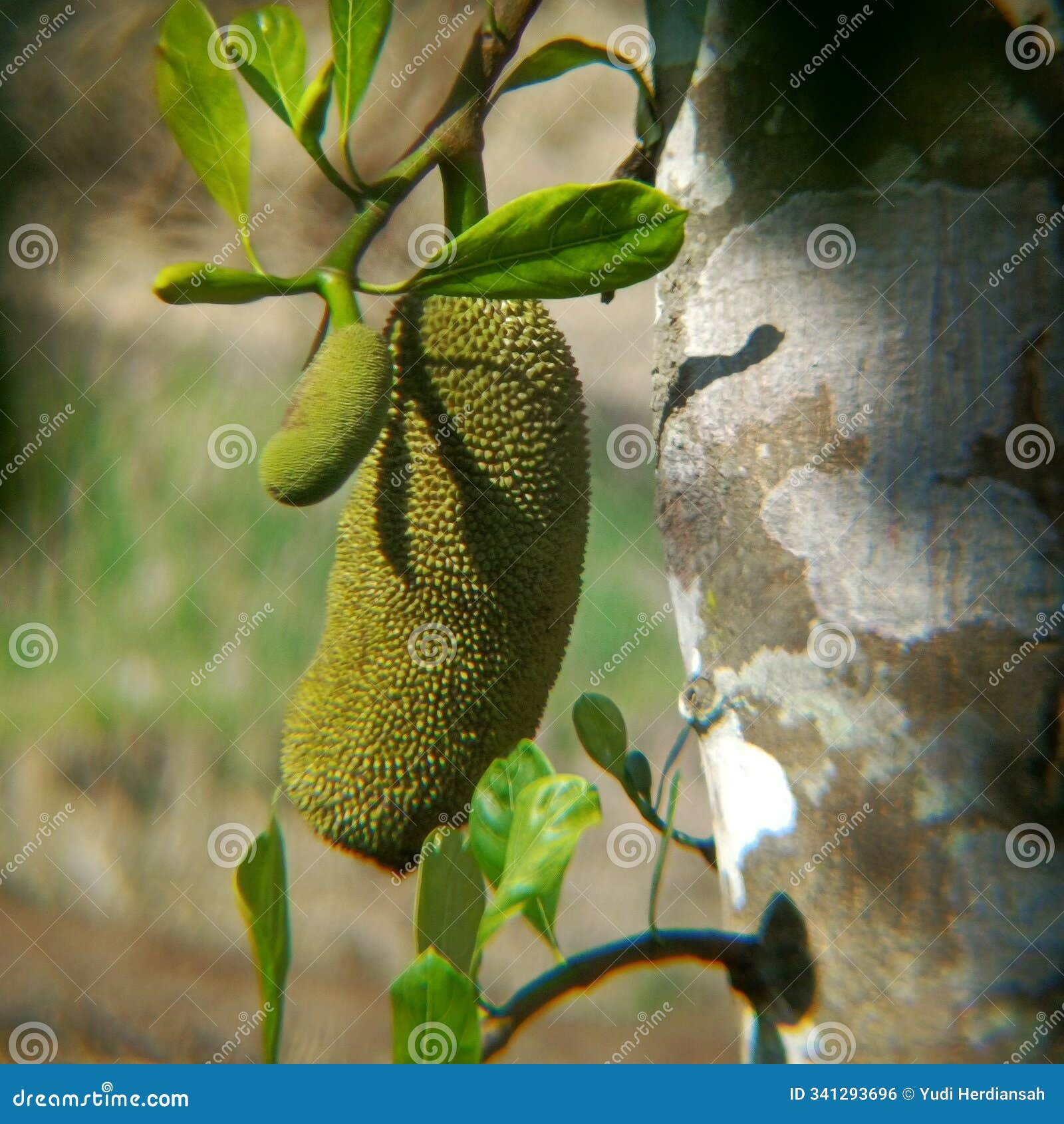 Sweet Jackfruit is Native To Nature Indonesia Stock Photo - Image of ...