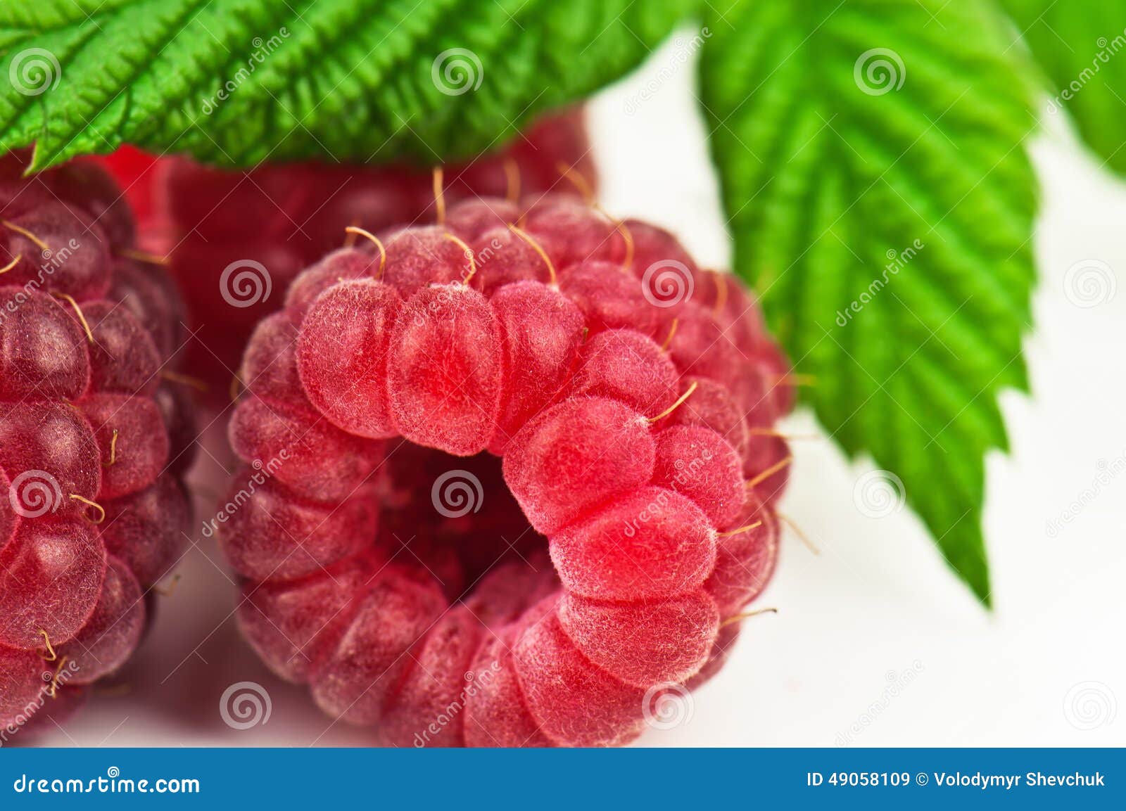 Sweet and juicy raspberry stock image. Image of leaves - 49058109
