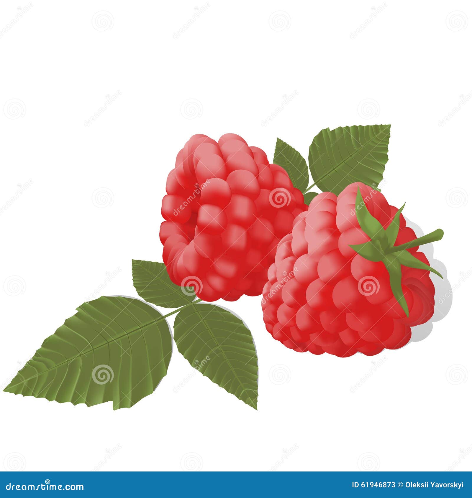 Ripe Raspberries With Foliage, Delicious Berries Close Up, Juice ...