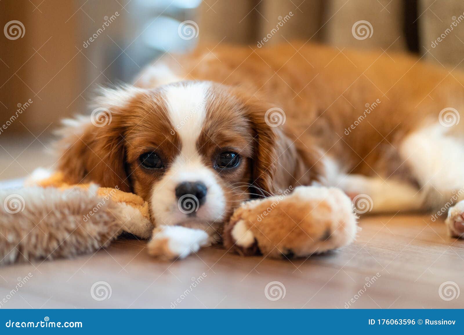Sweet King Charles Spaniel Baby Stock Photo - Image of animal, golden ...