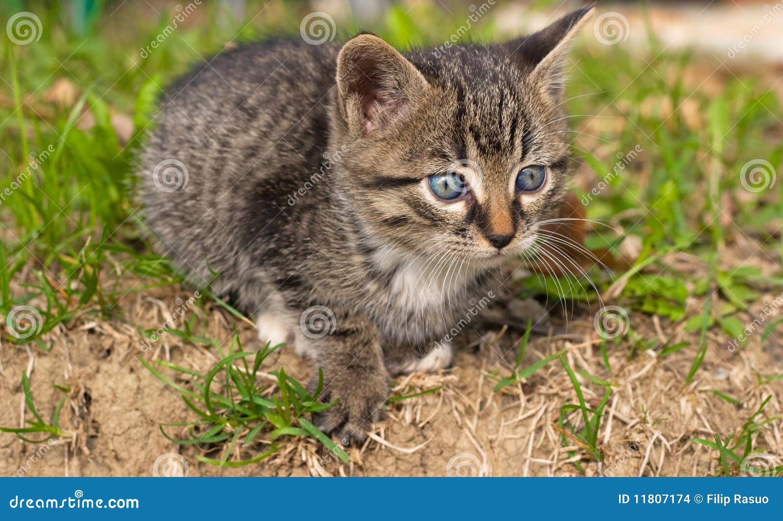 Sweet kitten stock photo. Image of babycat, domestic - 11807174