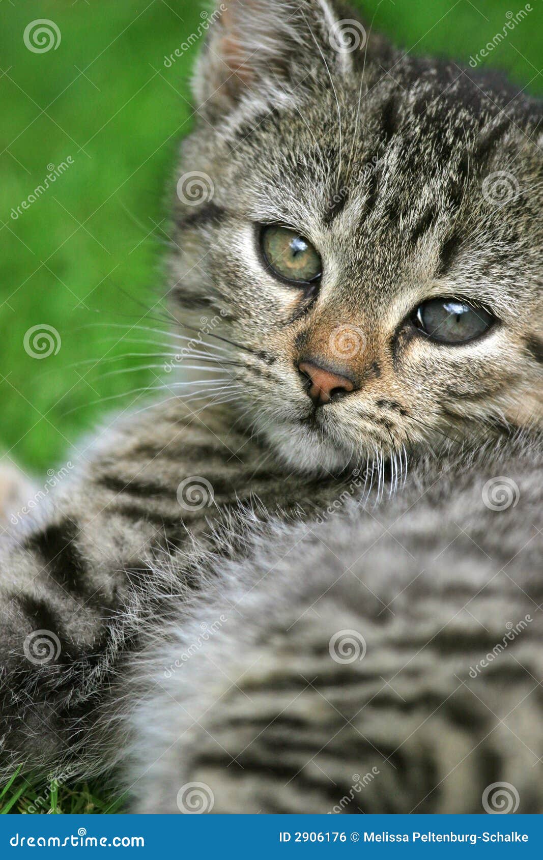 Sweet Kitten Picture. Image: 2906176