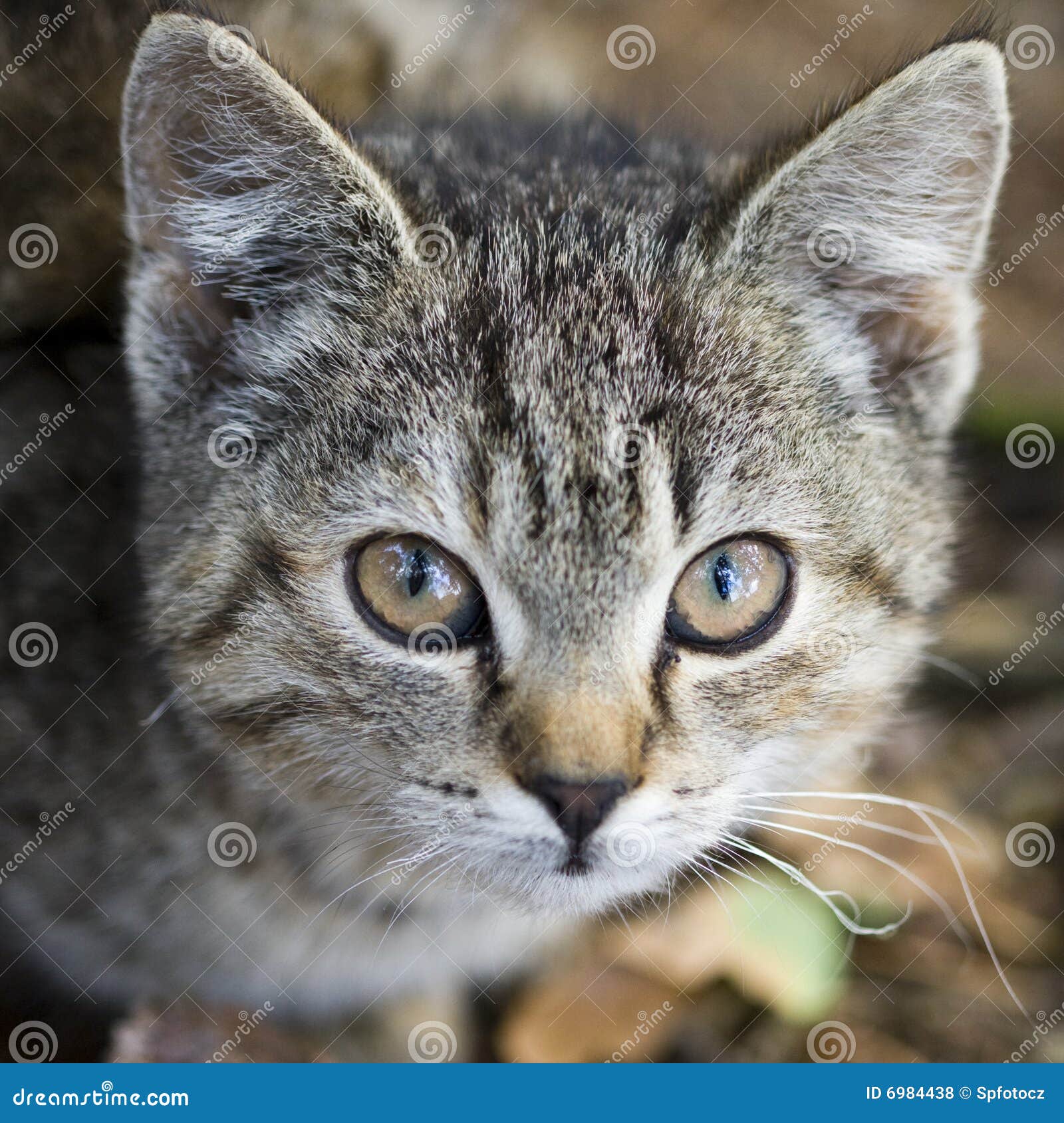Sweet kitten stock photo. Image of colored, isolated, cuddly - 6984438