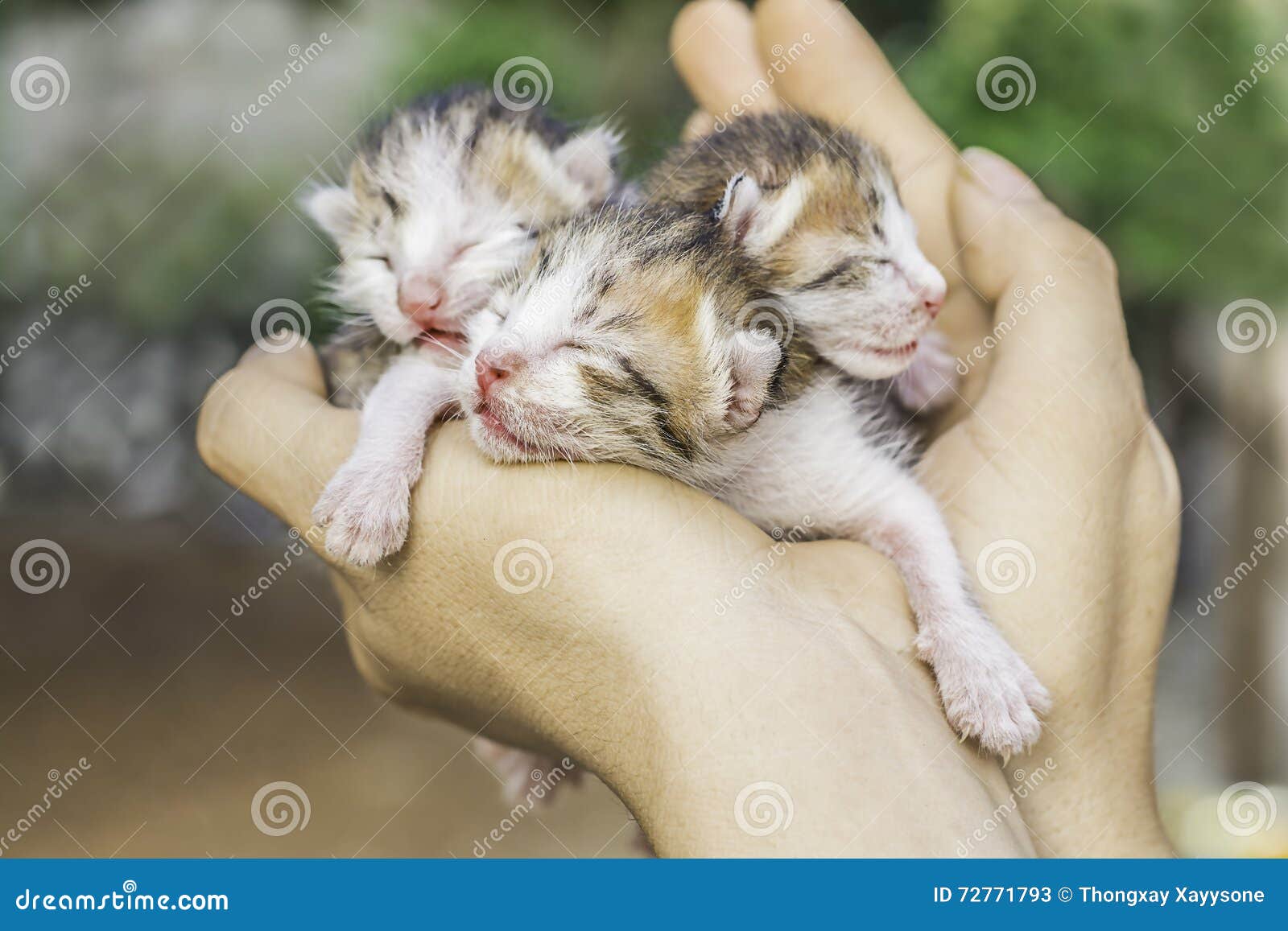 Sweet Kitten taking a nap stock image. Image of cozy - 72771793
