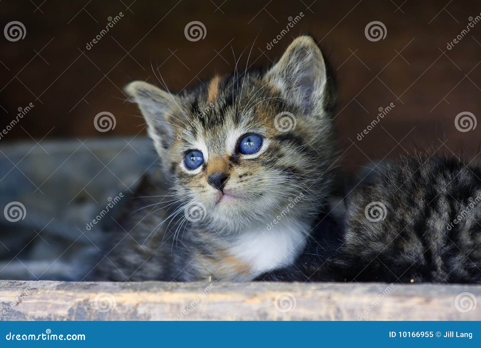Sweet Kitty Face stock image. Image of head, ears, cuddly - 10166955