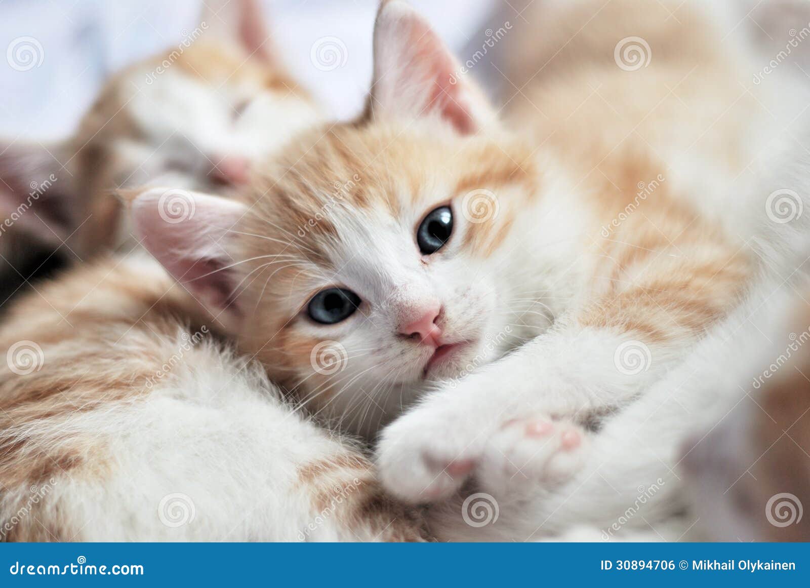 Sweet kitty look at camera stock photo. Image of feline - 30894706