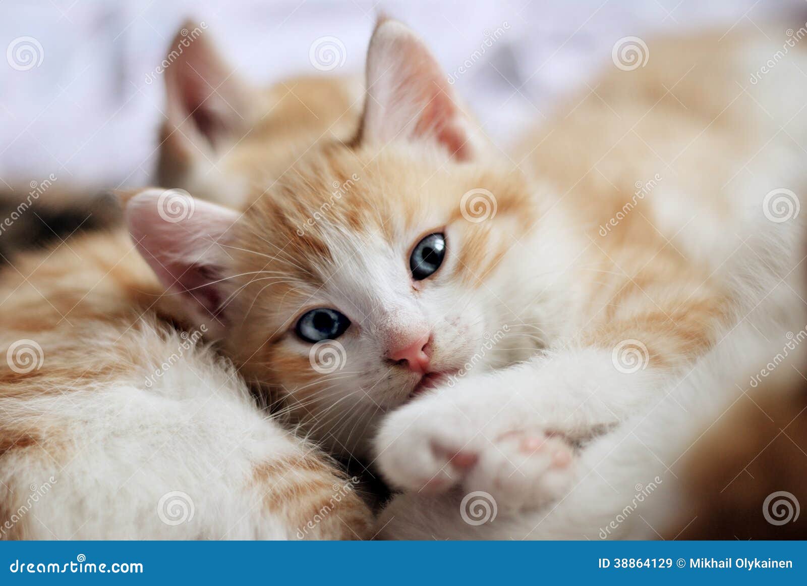 Sweet kitty look at camera stock image. Image of animals - 38864129