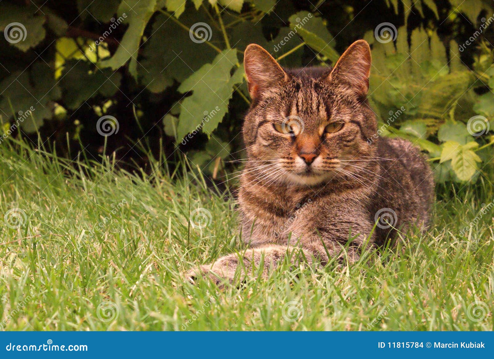 Sweet Kitty portrait stock photo. Image of sweet, stare - 11815784
