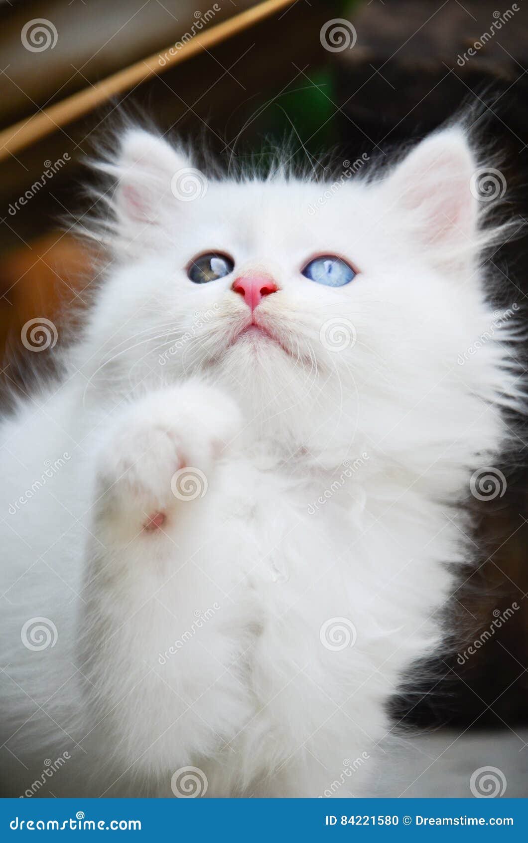 SWEET KITTY stock photo. Image of kitten, cute, kitty - 84221580