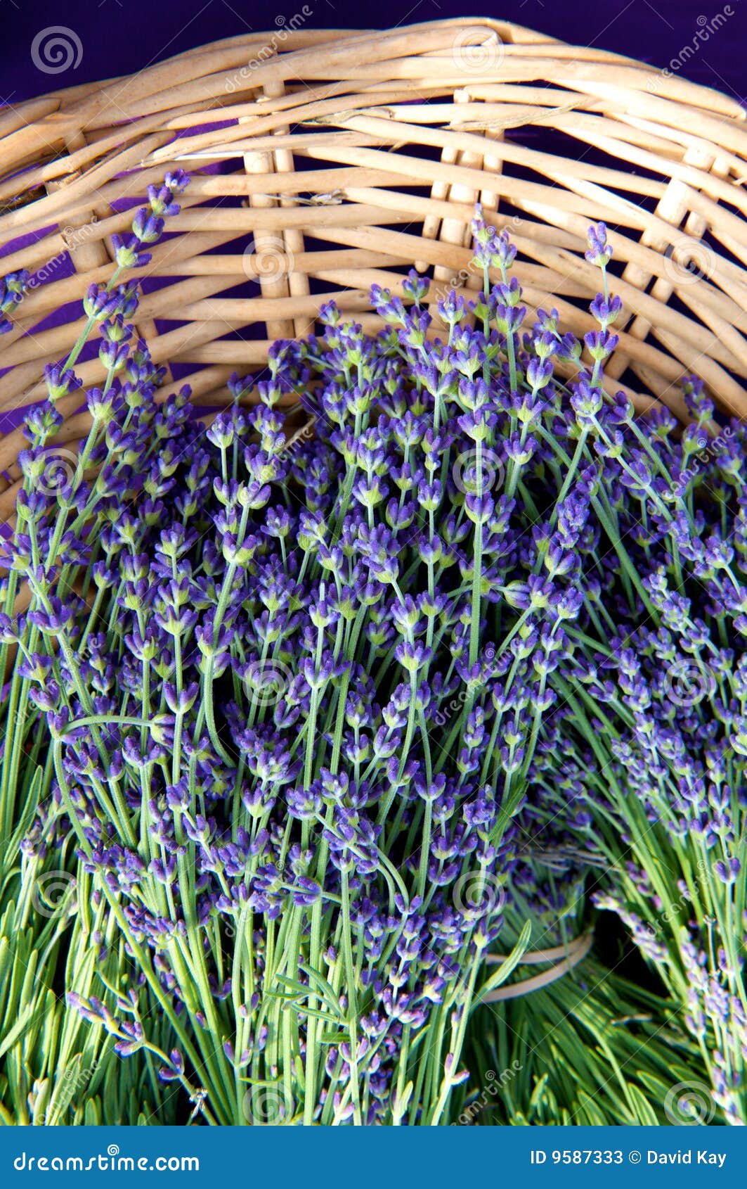 Sweet Lavender stock image. Image of color, flower, lavender - 9587333