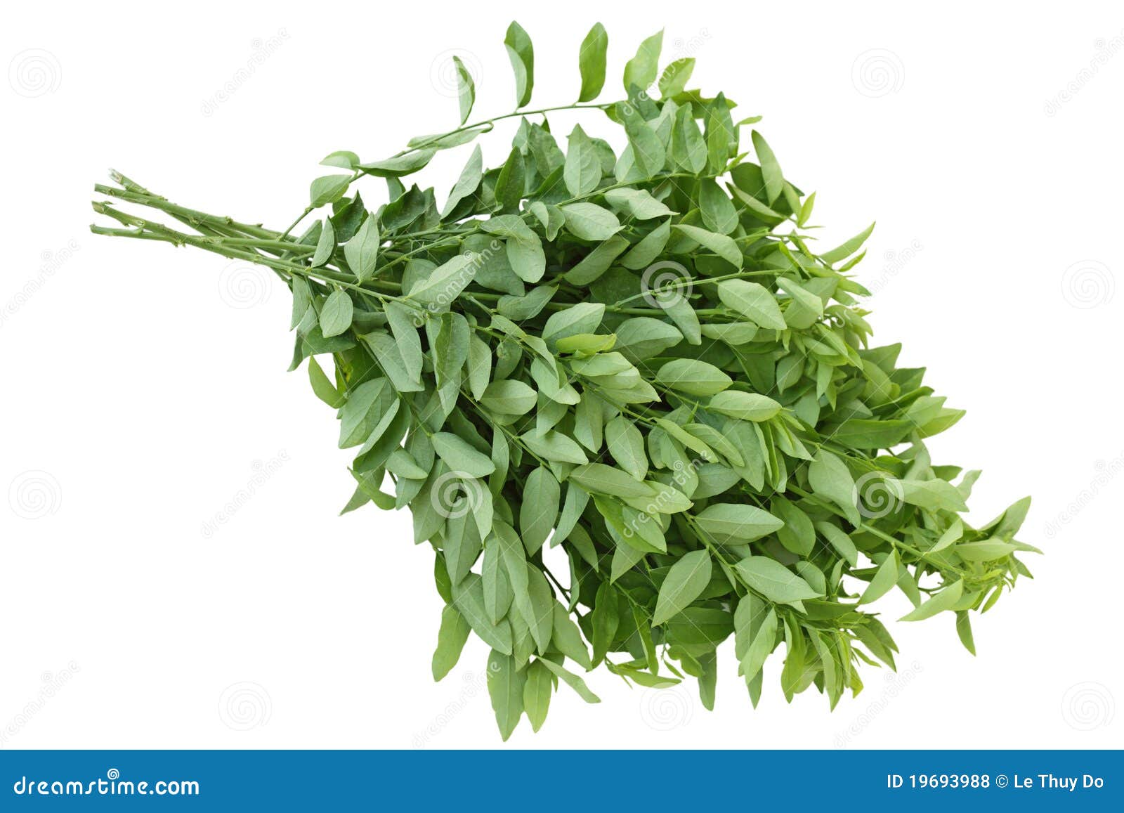 Sweet Leaf stock photo. Image of isolated, stem, cultivate - 19693988