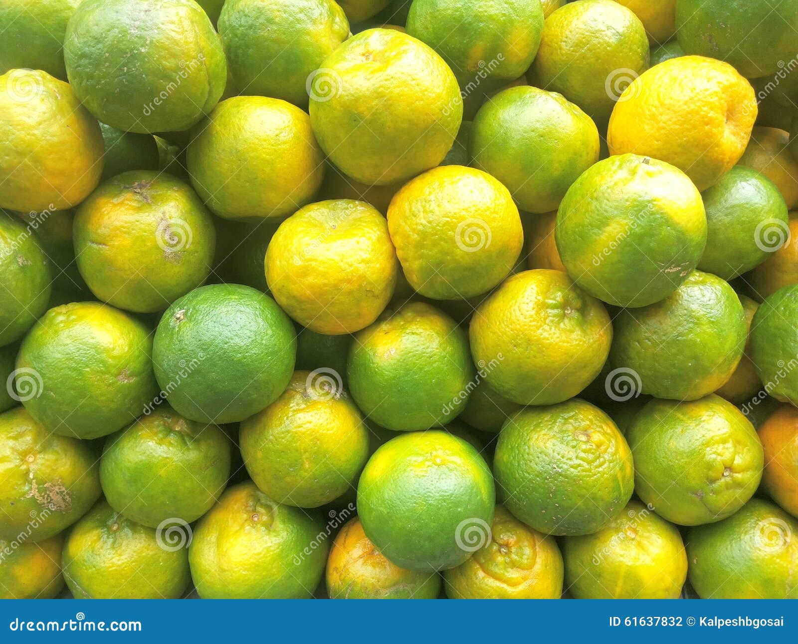 Sweet lemon stock photo. Image of sweet, fruit, lime - 61637832