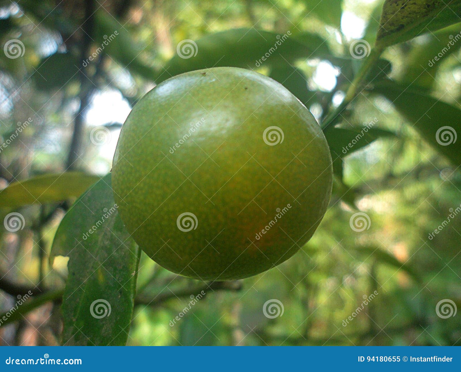 Sweet lemon stock image. Image of organic, green, morning - 94180655