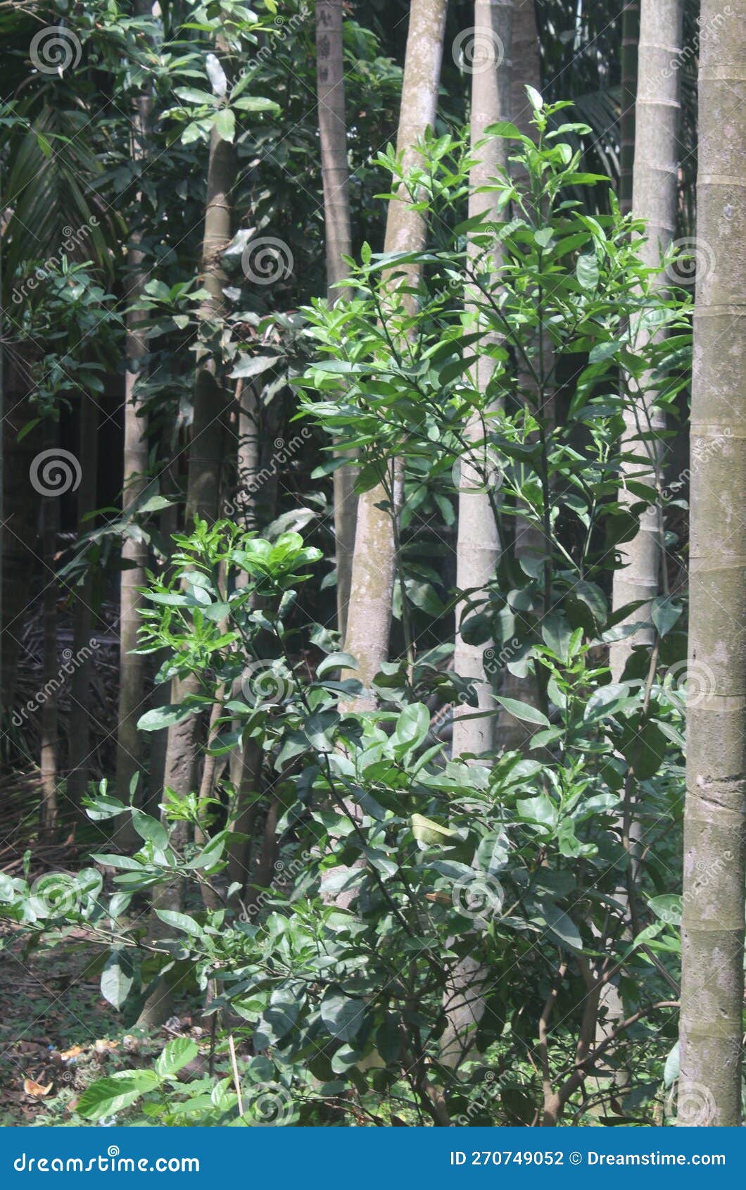 Sweet Lemon Tree with Young Leaves Stock Photo - Image of produce ...