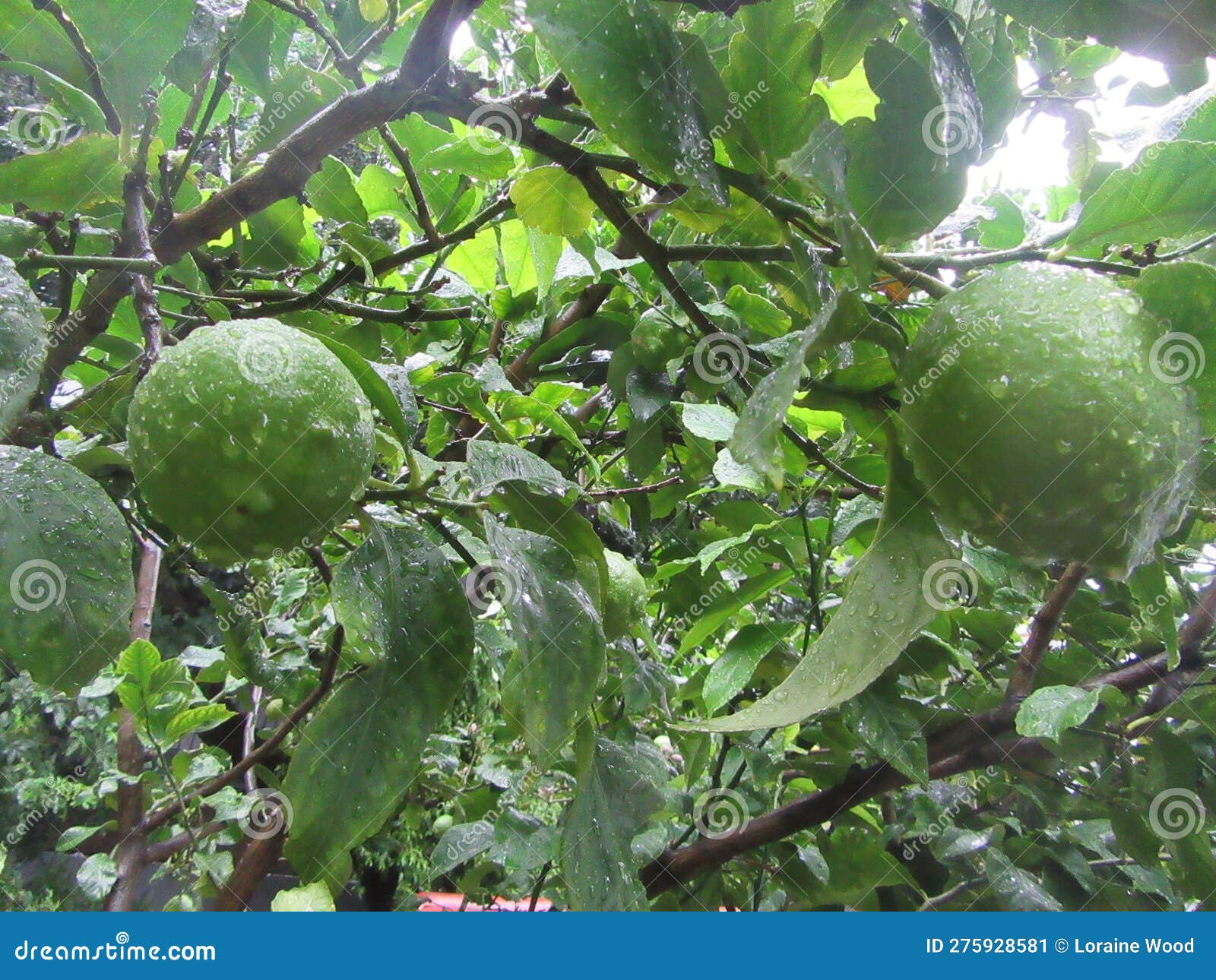 Sweet Lemons stock image. Image of plant, autumn, food - 275928581
