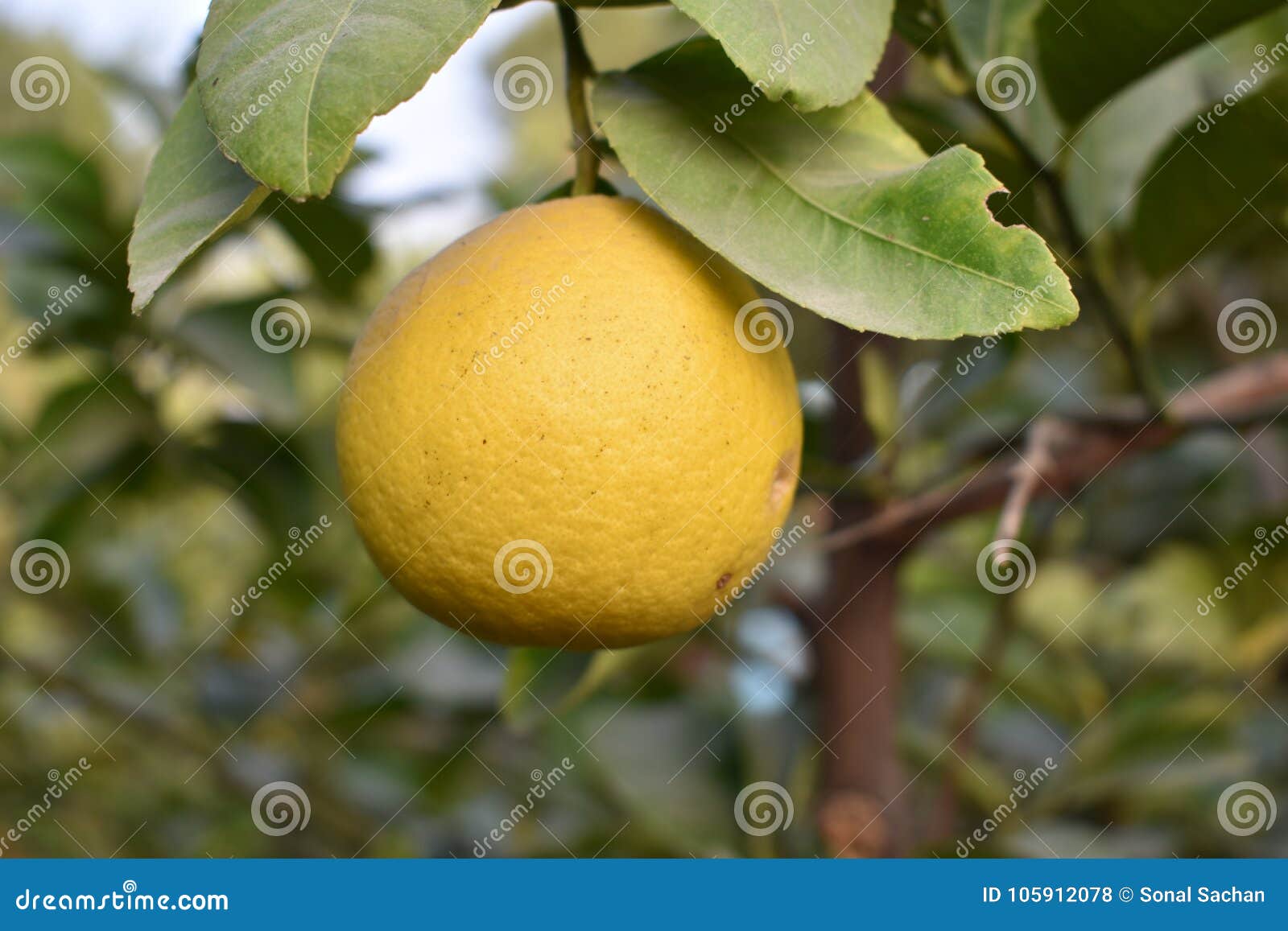 Sweet lime tree stock photo. Image of orange, plant - 105912078