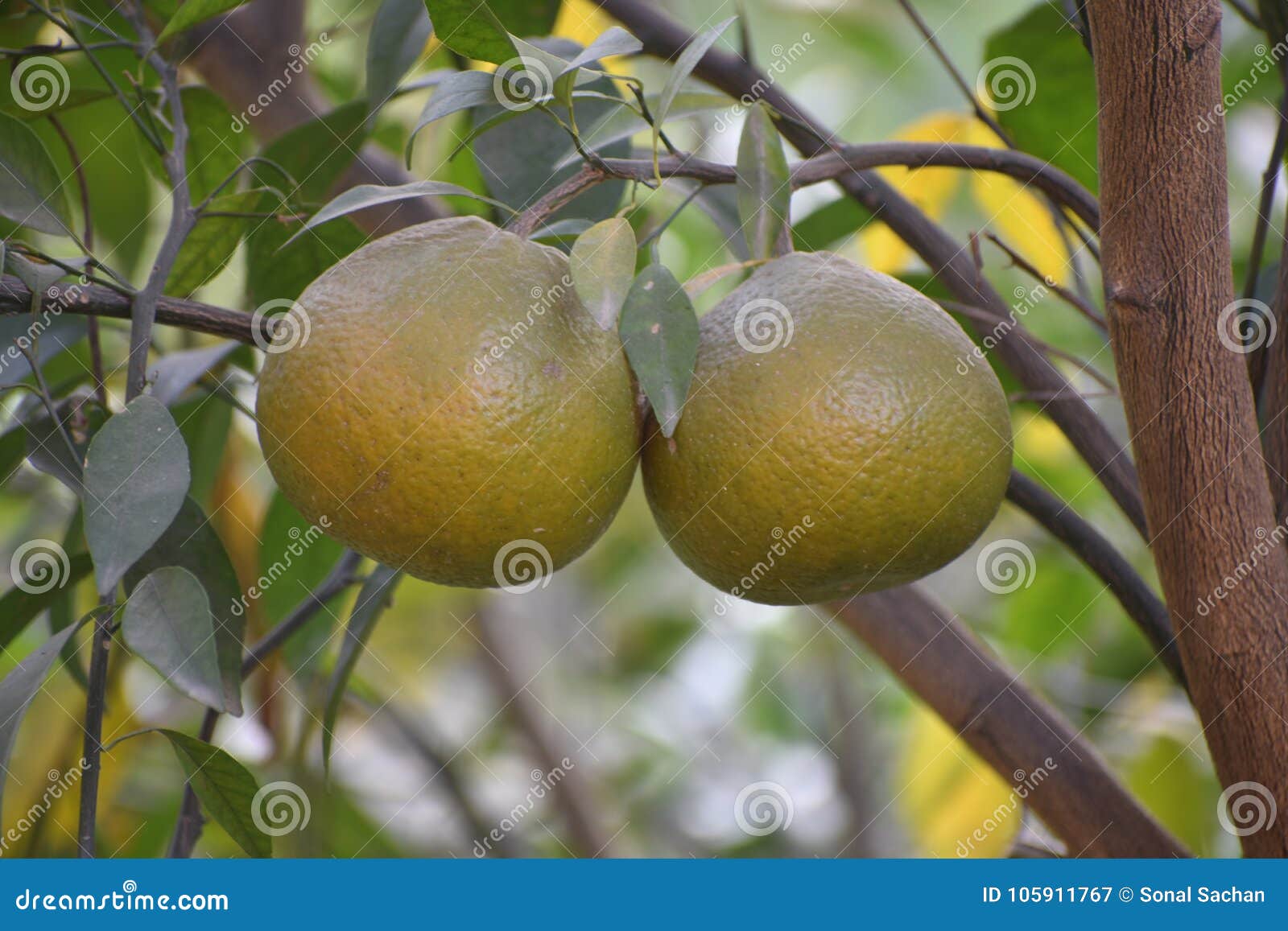 Sweet lime tree stock image. Image of tree, lime, sweet - 105911767