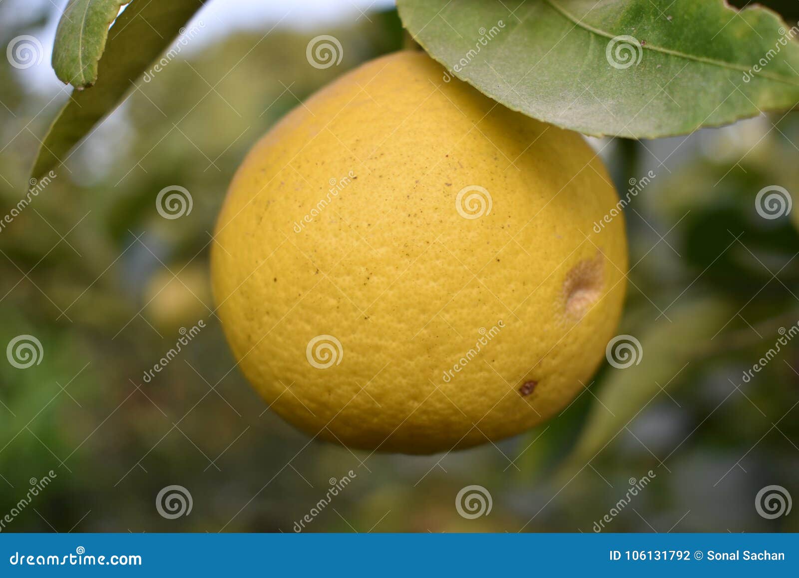 Sweet lime tree stock photo. Image of sweet, tree, tasty - 106131792