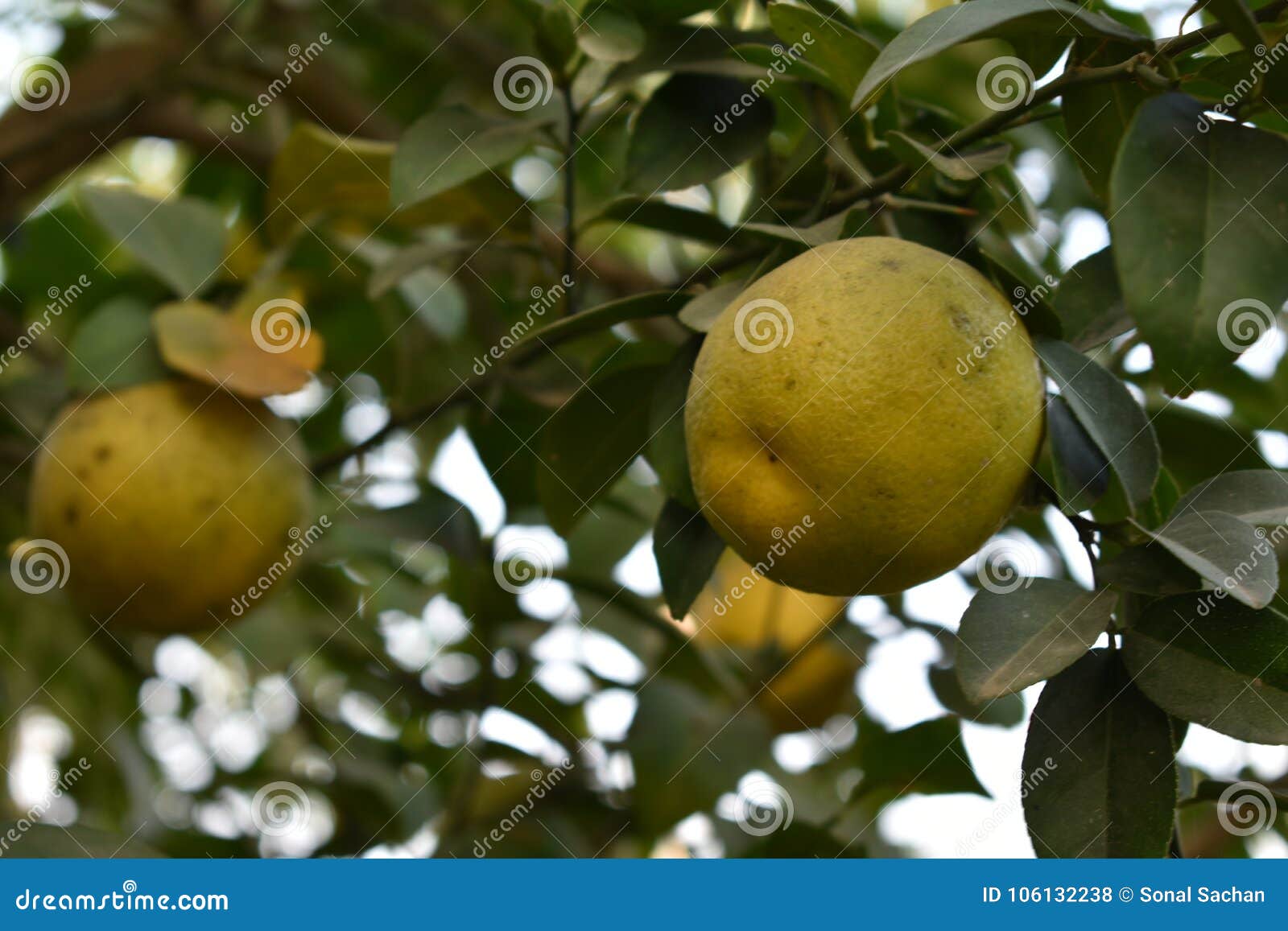 Sweet lime tree stock photo. Image of tree, tangelo - 106132238